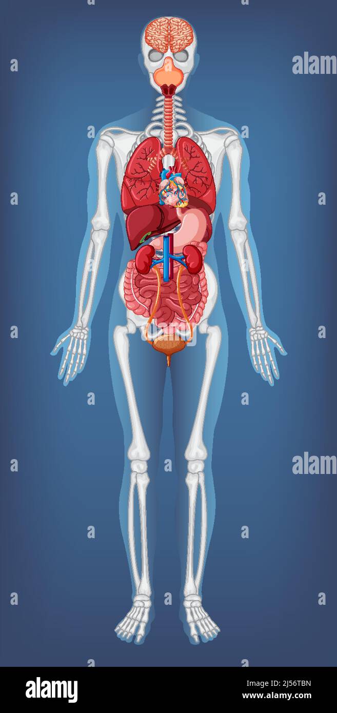Anatomical Structure Human Body illustration Stock Vector Image & Art ...