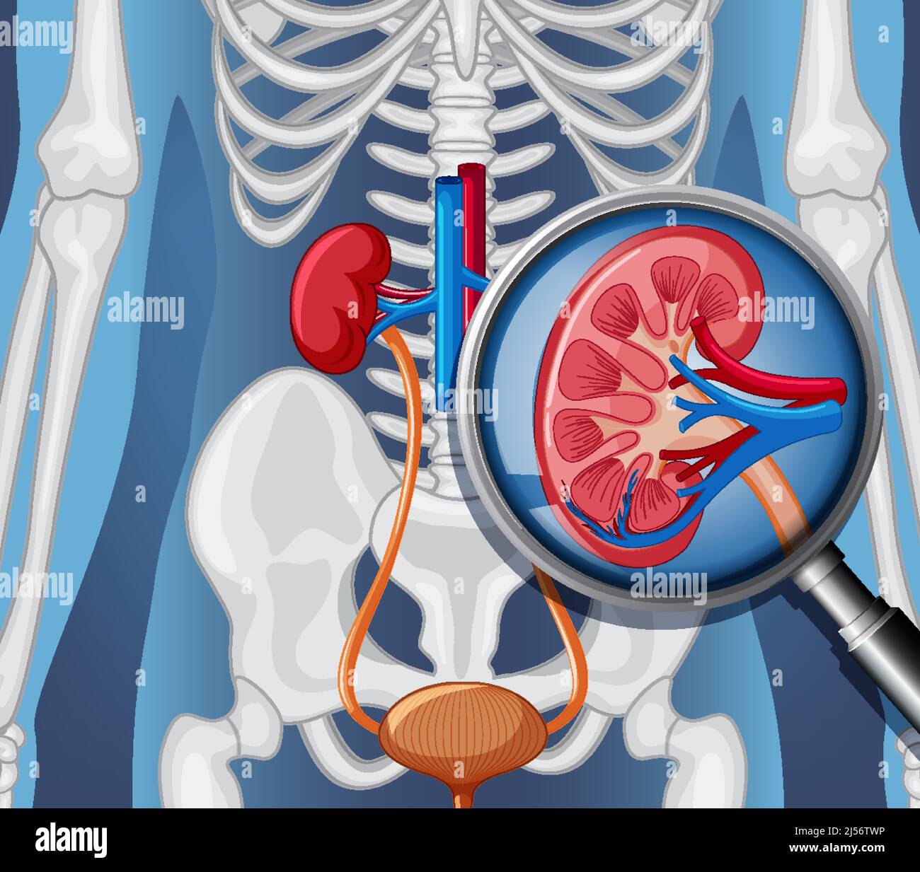 X-ray of human body with internal organs illustration Stock Vector ...