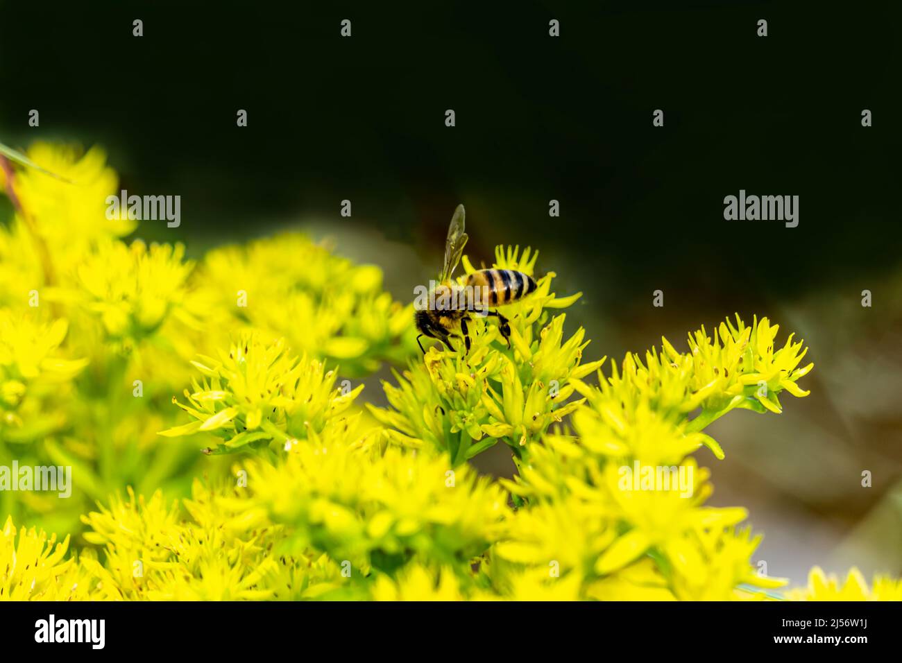 Honey bee park hi-res stock photography and images - Alamy