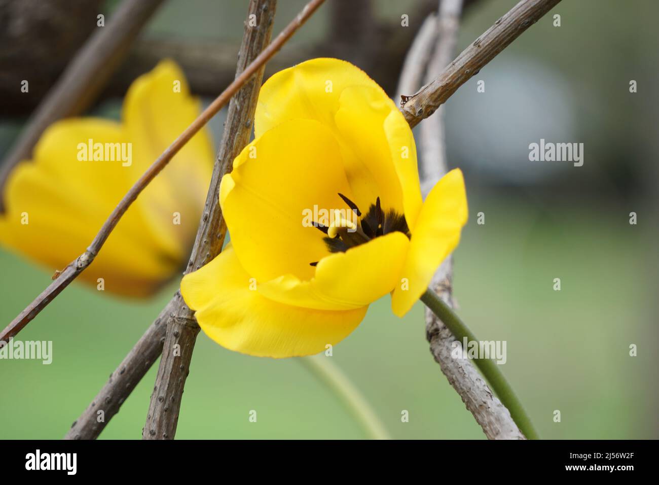 Very beautiful yellow lily hi-res stock photography and images - Alamy