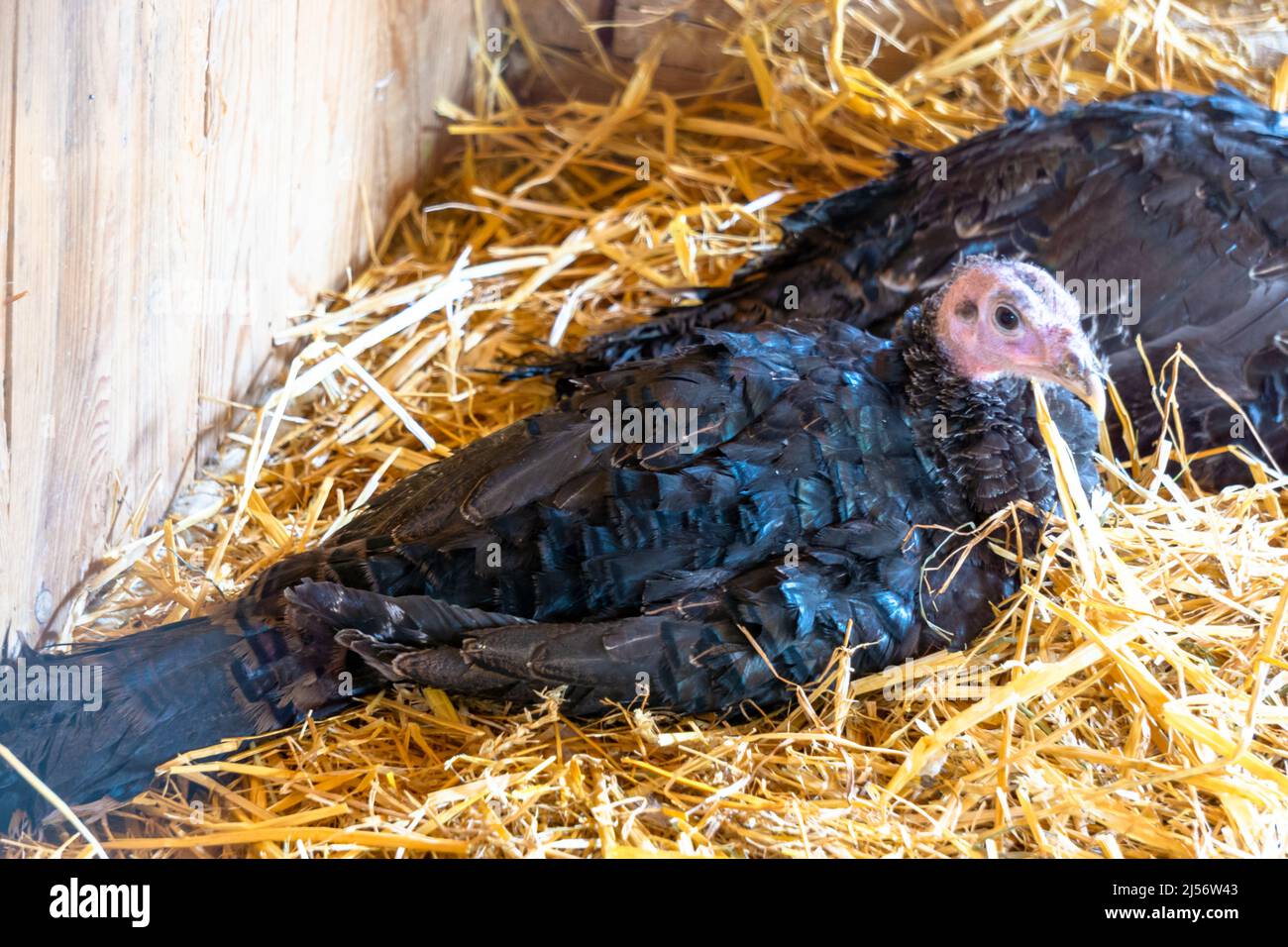 Turkey country farming hi-res stock photography and images - Alamy