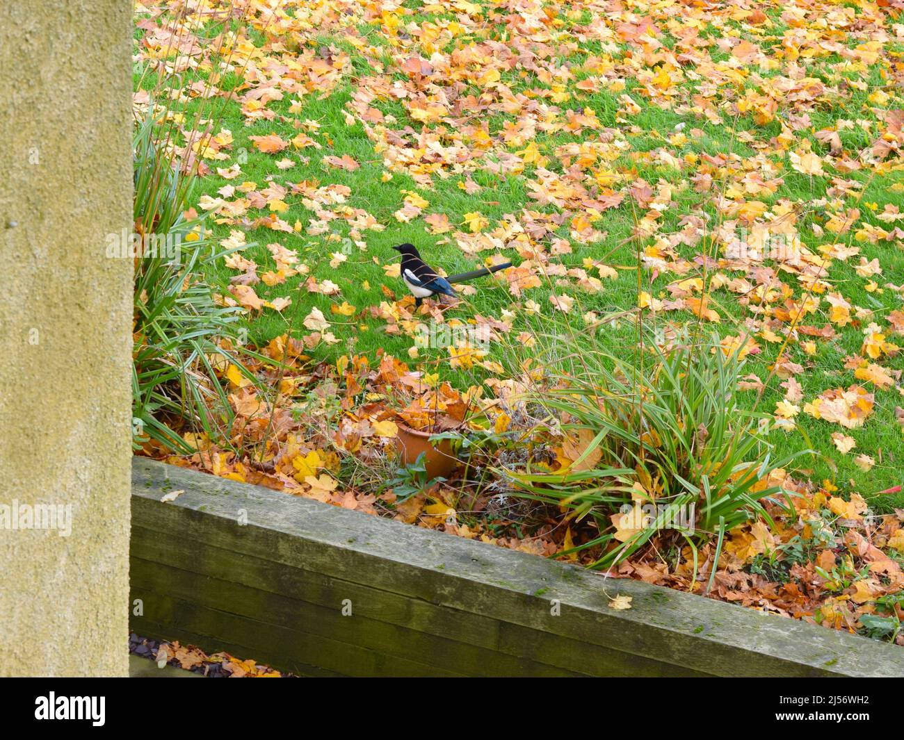 Magpies in the garden hi-res stock photography and images - Alamy