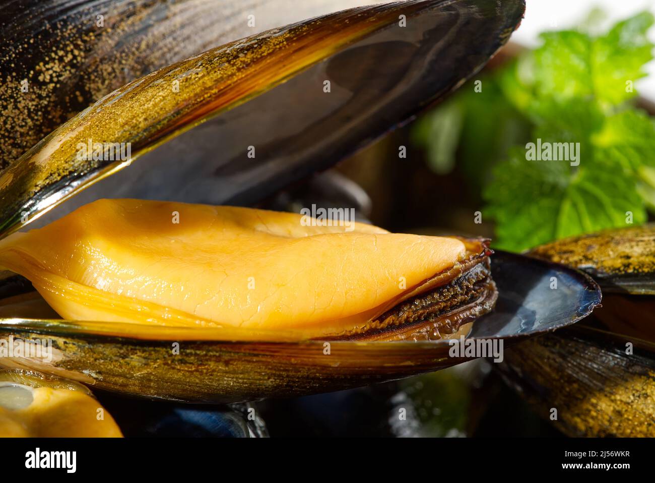 Shellfish dish. Seafood dishes. Mussels in sauce Stock Photo - Alamy