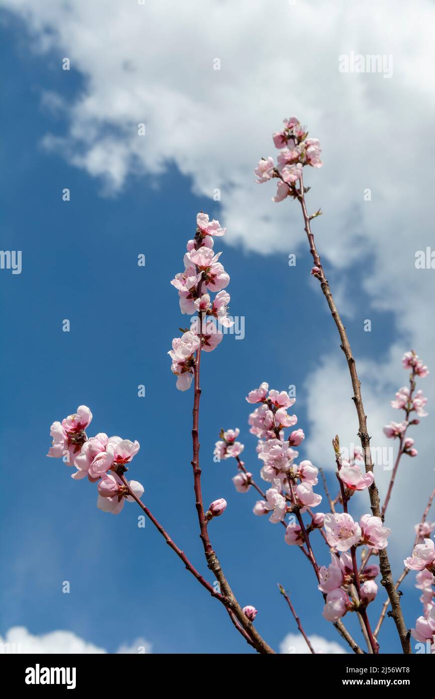 Blooming young Peach tree in the garden. Pink flowers of Prunus persica ...