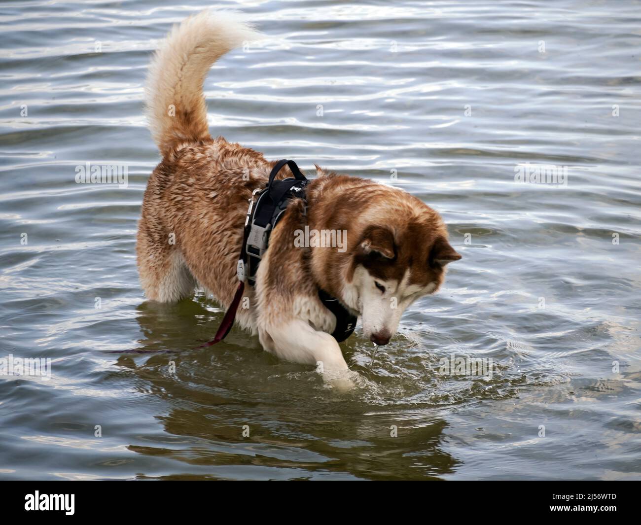 portrait of Wet husky dog near the water. A beautiful husky is swimming ...