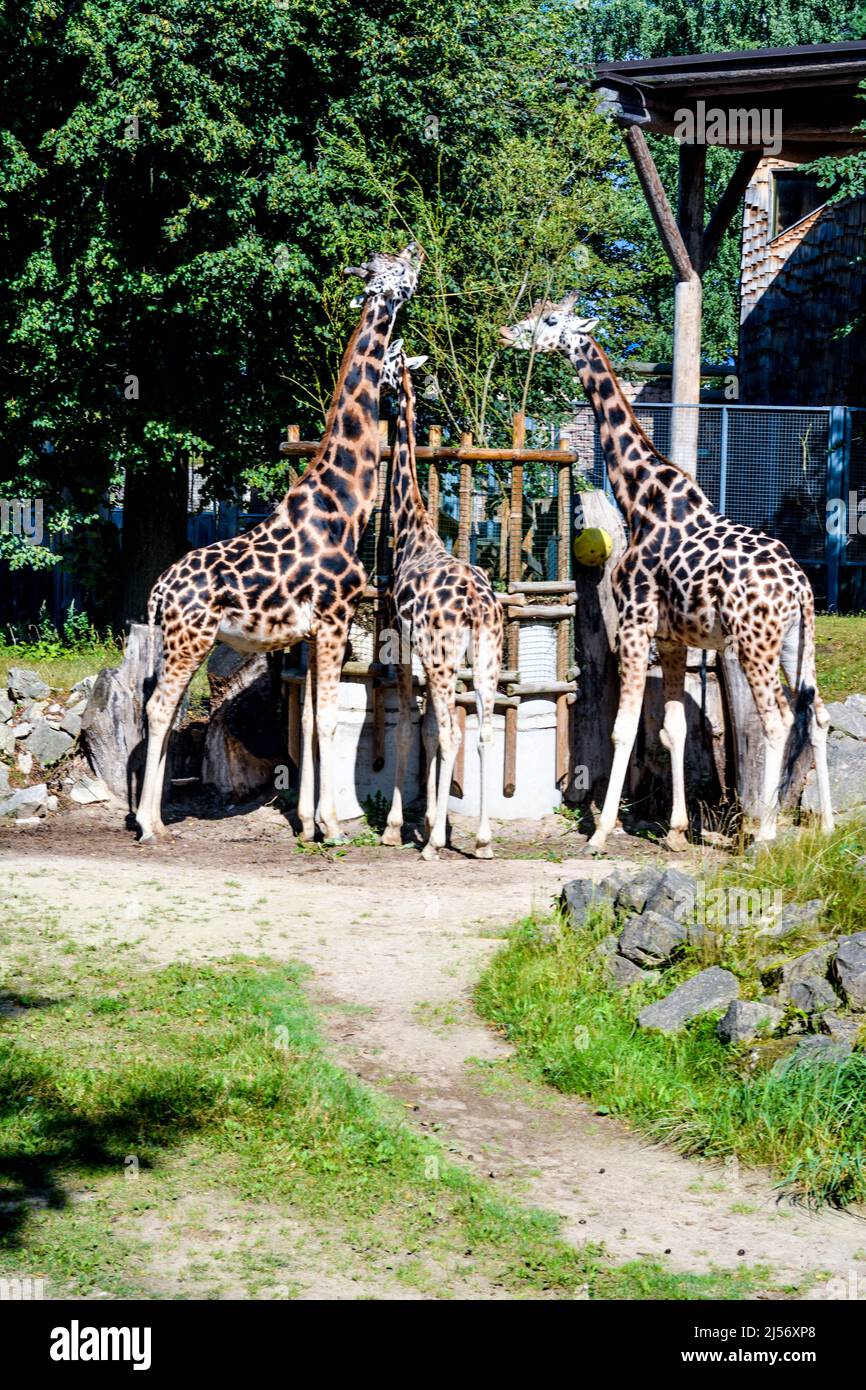 Family of Giraffes eat tree leaves at the Zoo Stock Photo - Alamy