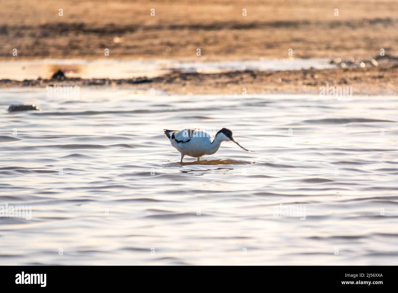 Water bird pied avocet, Recurvirostra avosetta, feeding in the lake ...