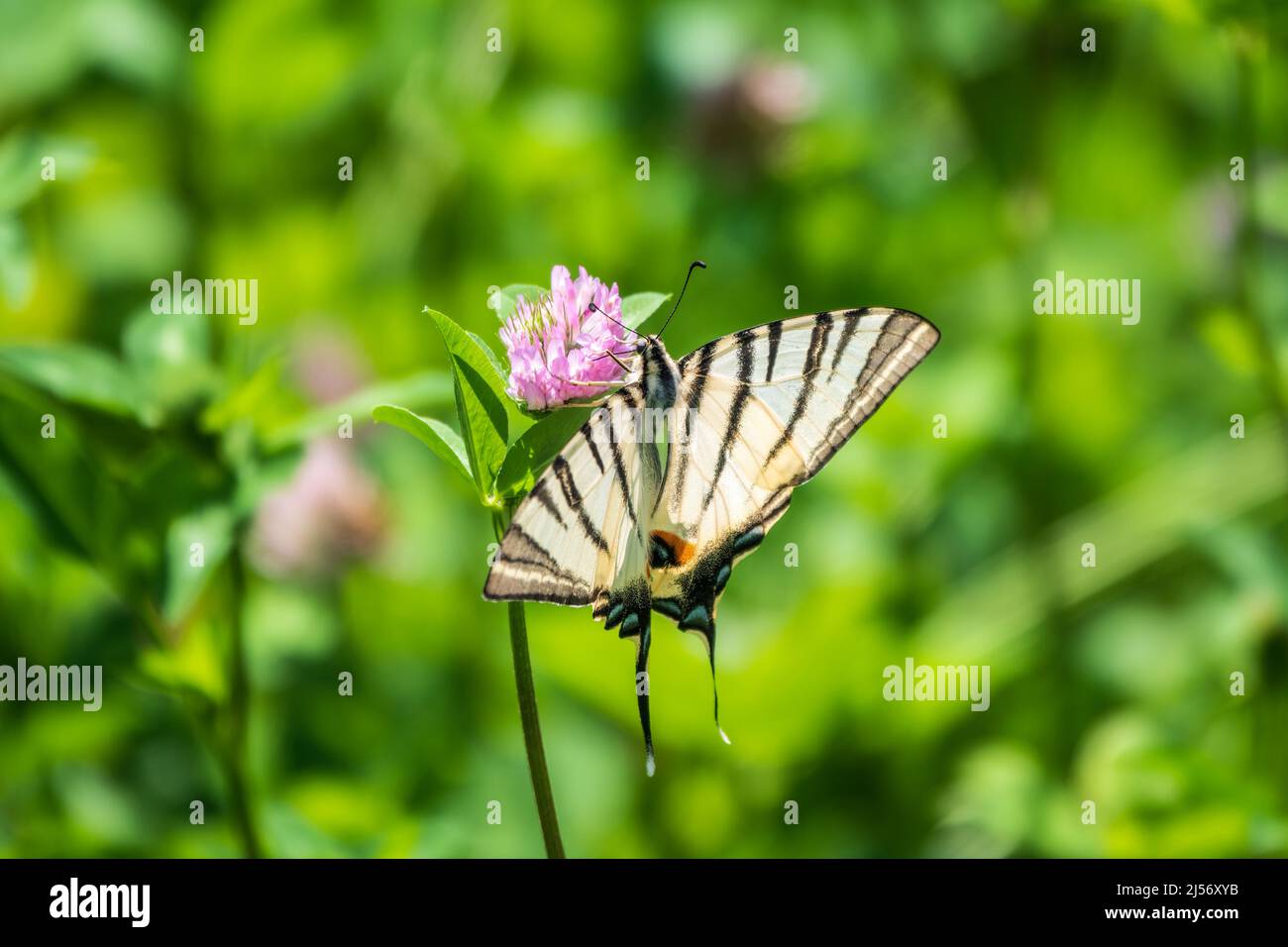 Beautiful Butterfly Scarce Swallowtail, Sail Swallowtail, Pear-tree ...