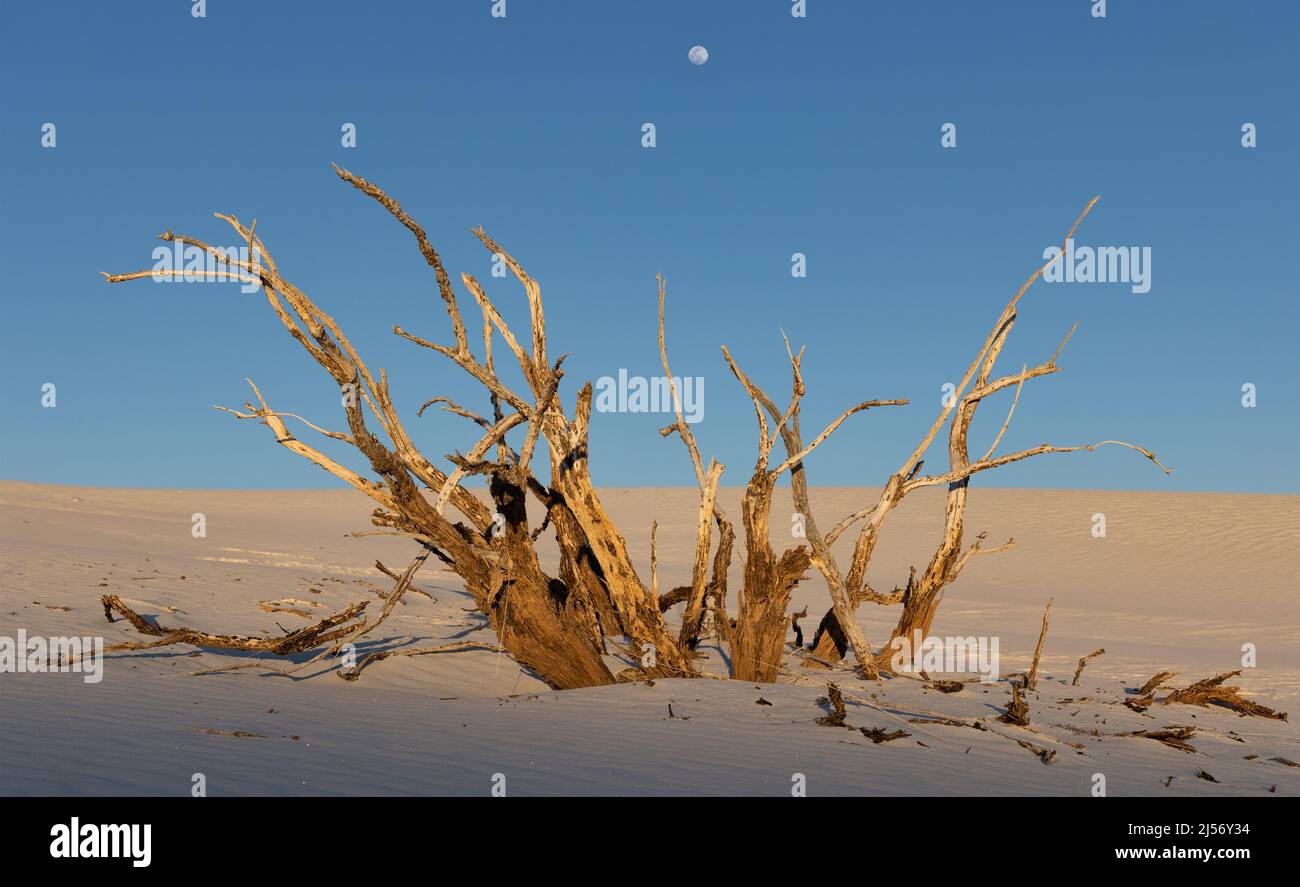 Dead Tree Poking Through The Sands At Sunset With A Full Moon Overhead