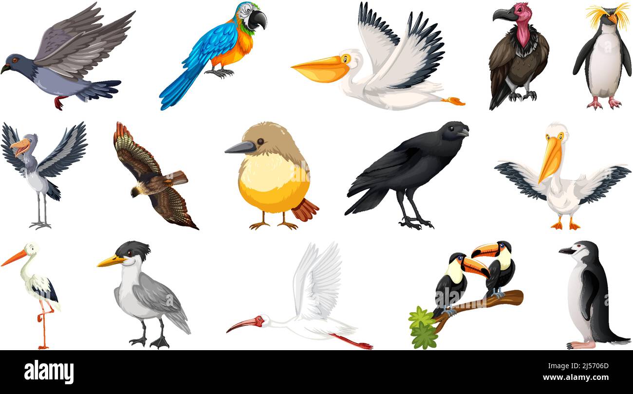 Different kinds of birds collection illustration Stock Vector Image ...