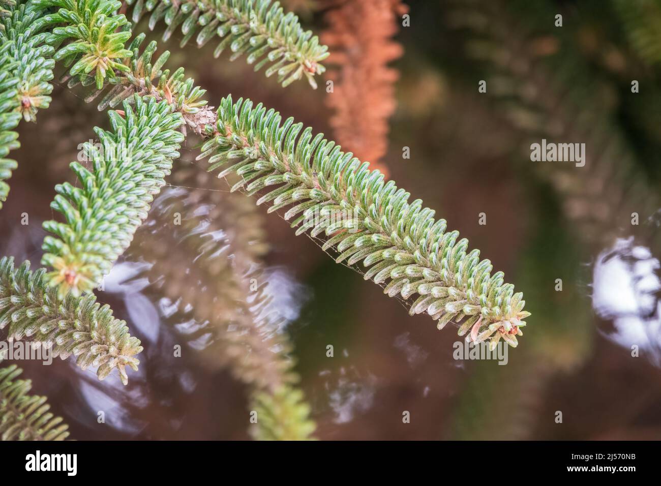 Noble or Red Fir Tree, Abies procera, with needles and cones. Green fir ...