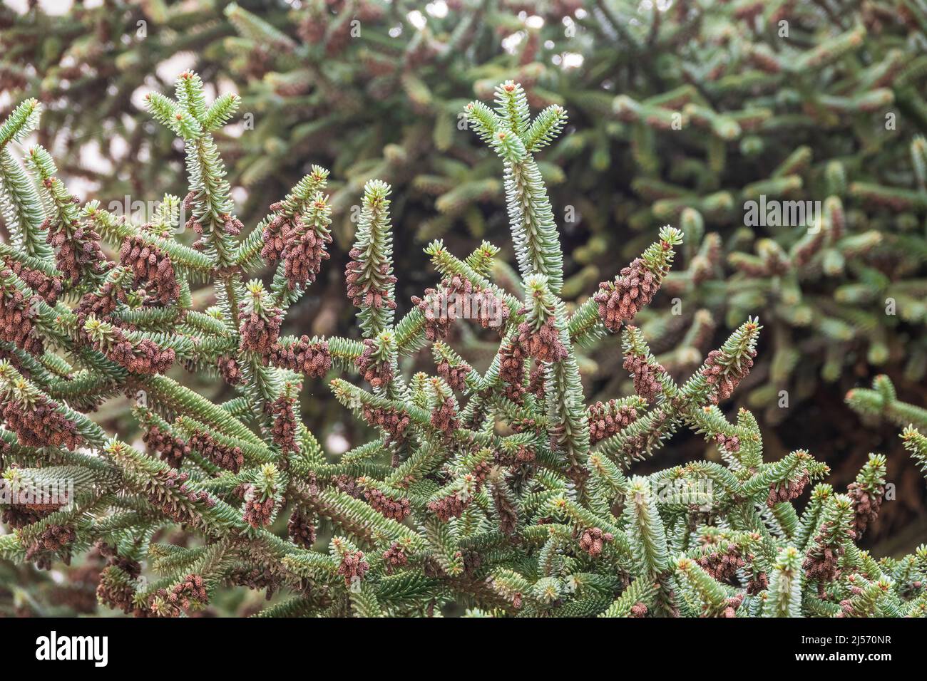 Noble or Red Fir Tree, Abies procera, with needles and cones. Green fir ...