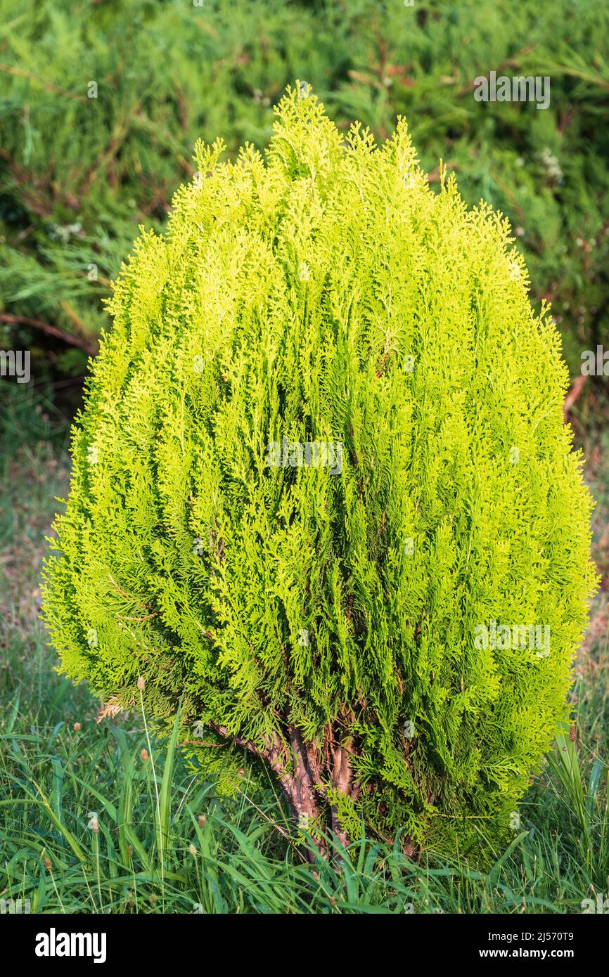 Green branches and young leaves of a thuja tree. Background image Stock ...