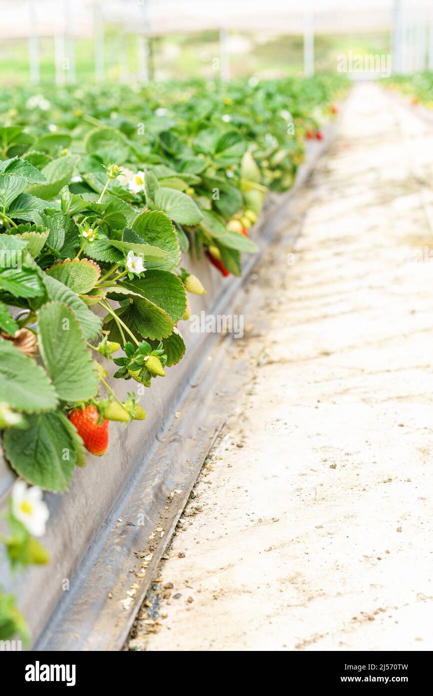 Strawberry patch in the summer.Speaks to healthy lifestyle and ...