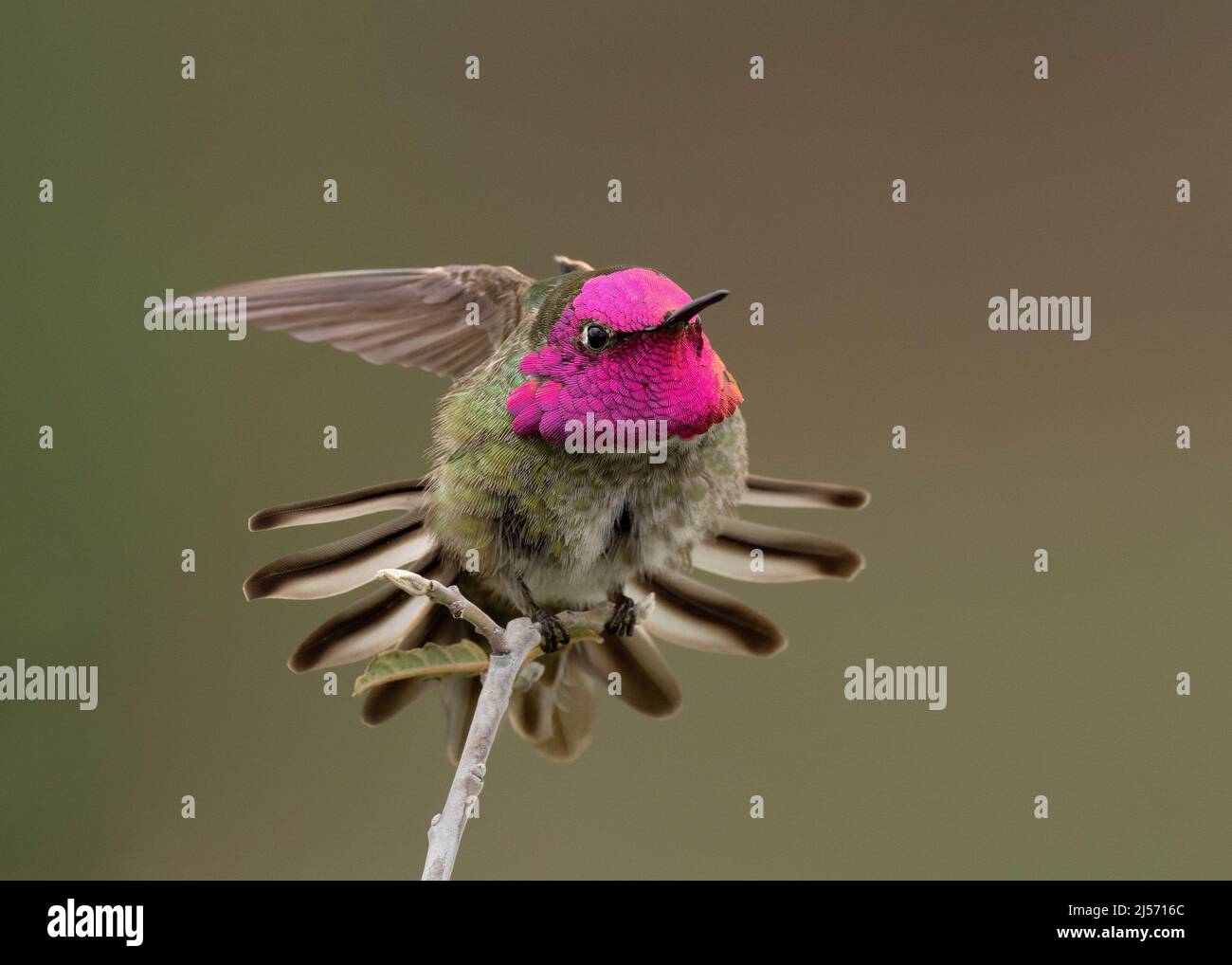 male Anna's Hummingbird (Calypte anna) Sacramento County California USA ...