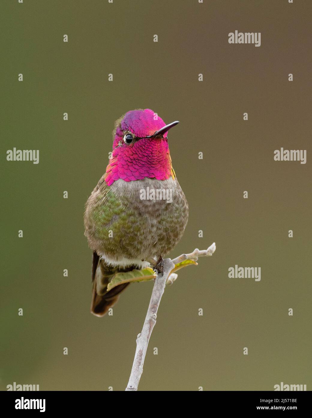 male Anna's Hummingbird (Calypte anna) Sacramento County California USA ...