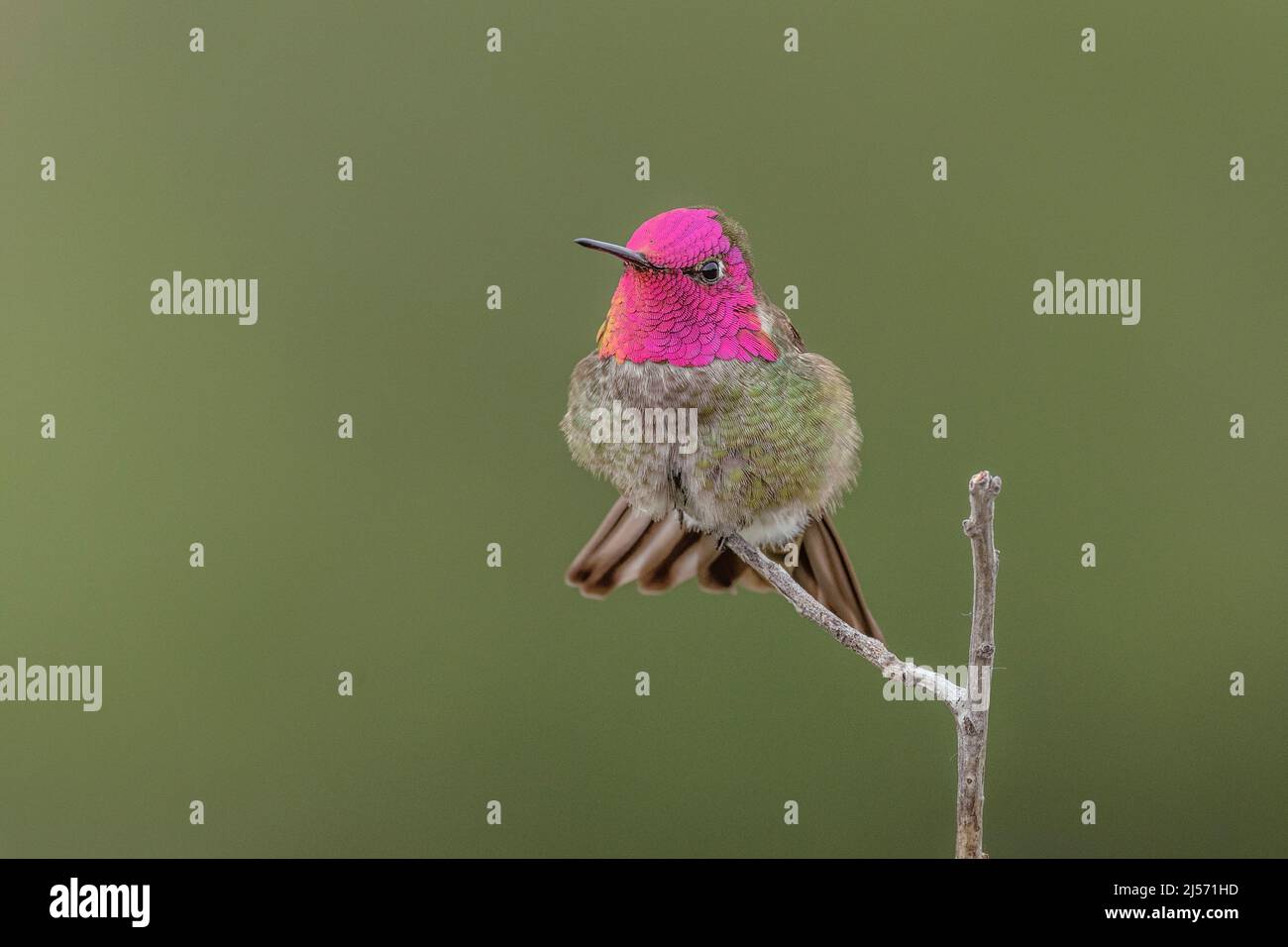 Iridescent hummingbirds hi-res stock photography and images - Alamy