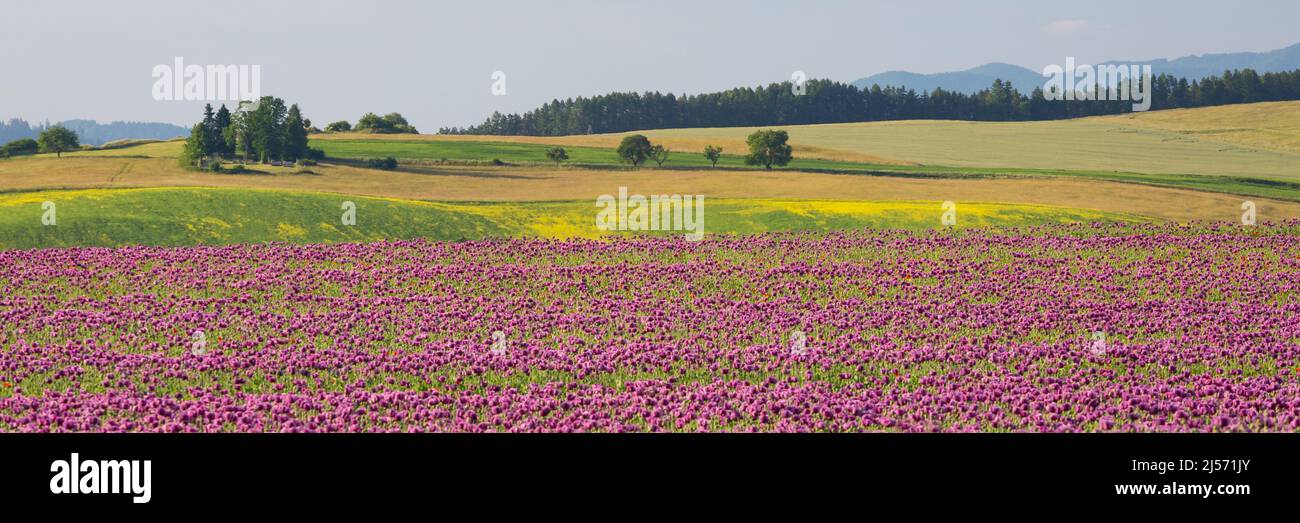 Summer rural landscape of Turiec region, Slovakia Stock Photo - Alamy