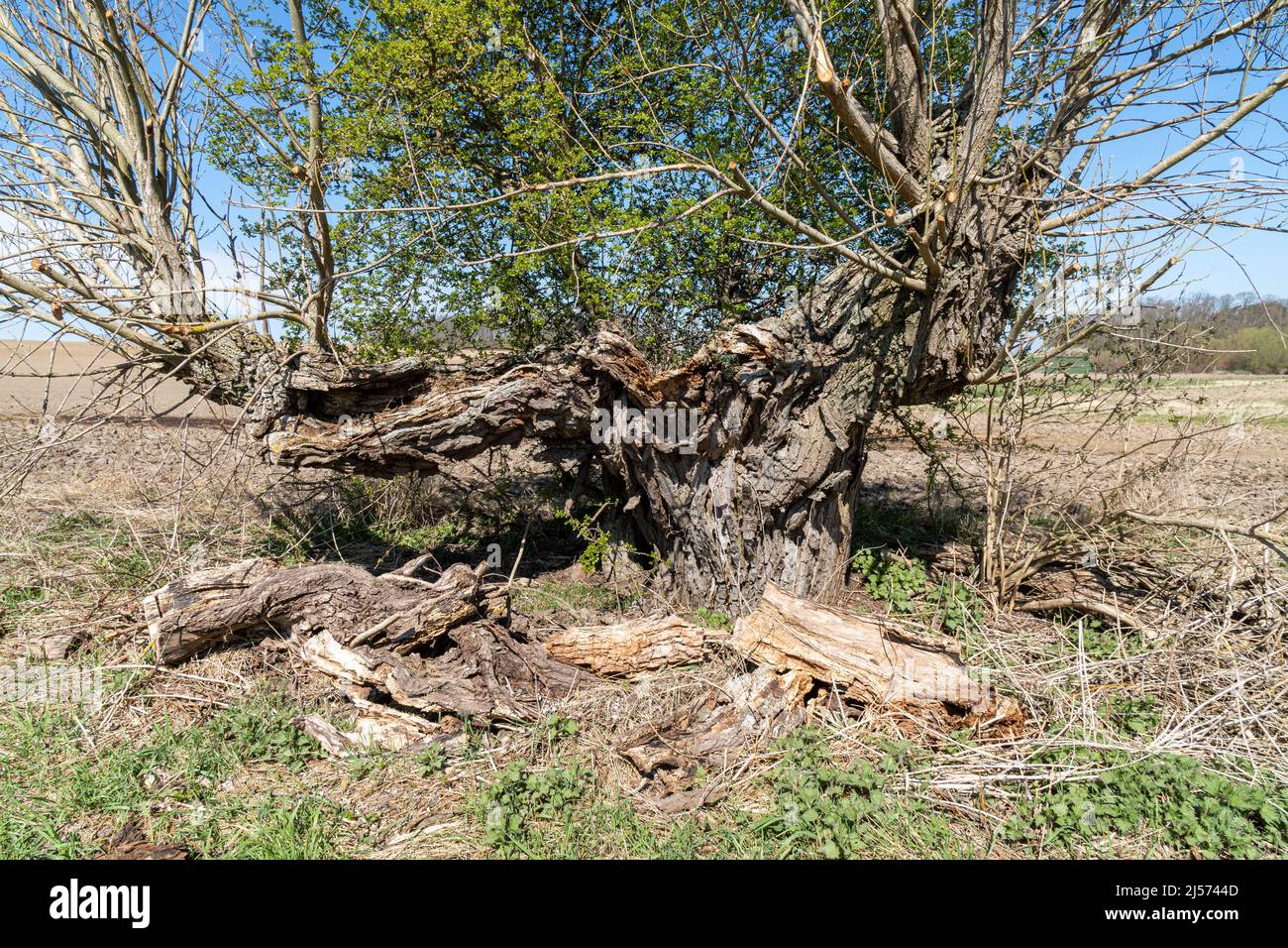 old rotten tree in the woods during spring time and at a sunny day ...