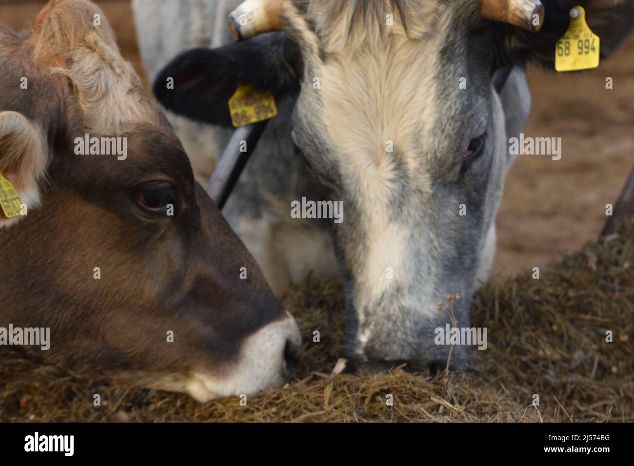 Herd black cows eating hay hi-res stock photography and images - Alamy