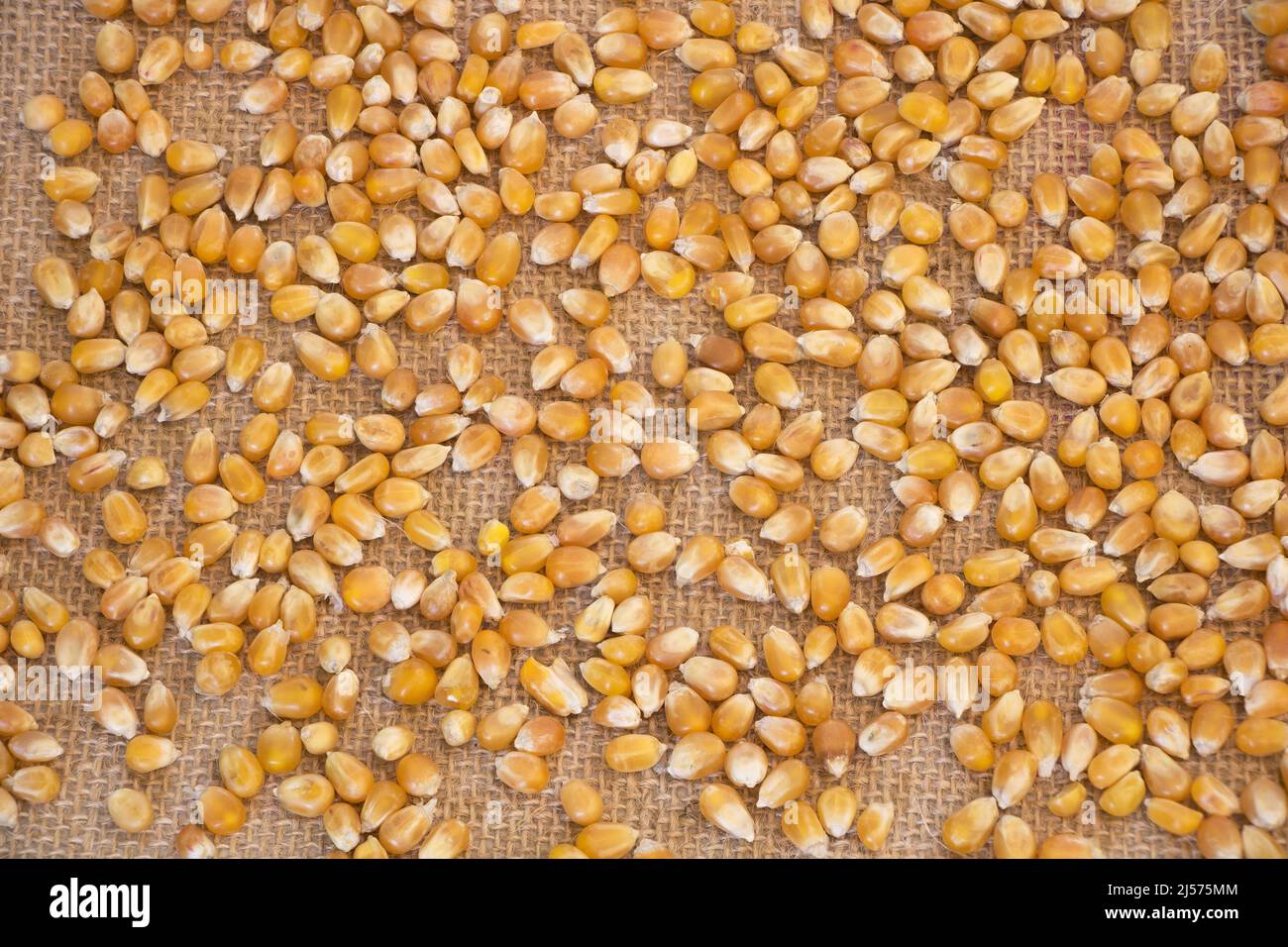 Raw dry popcorn grains texture with hessian background Stock Photo - Alamy