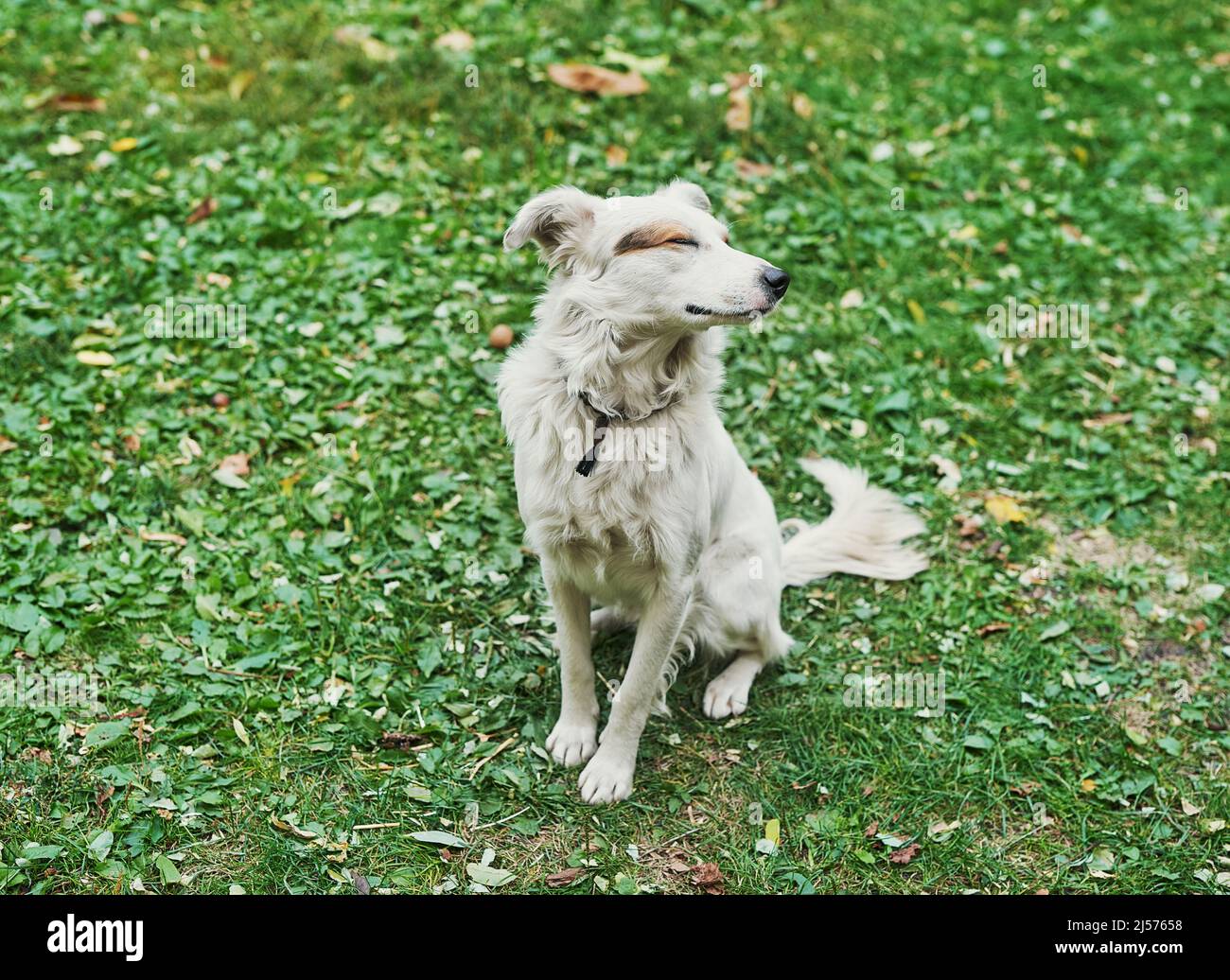 White mongrel homeless dog on green grass. Day of protection of ...