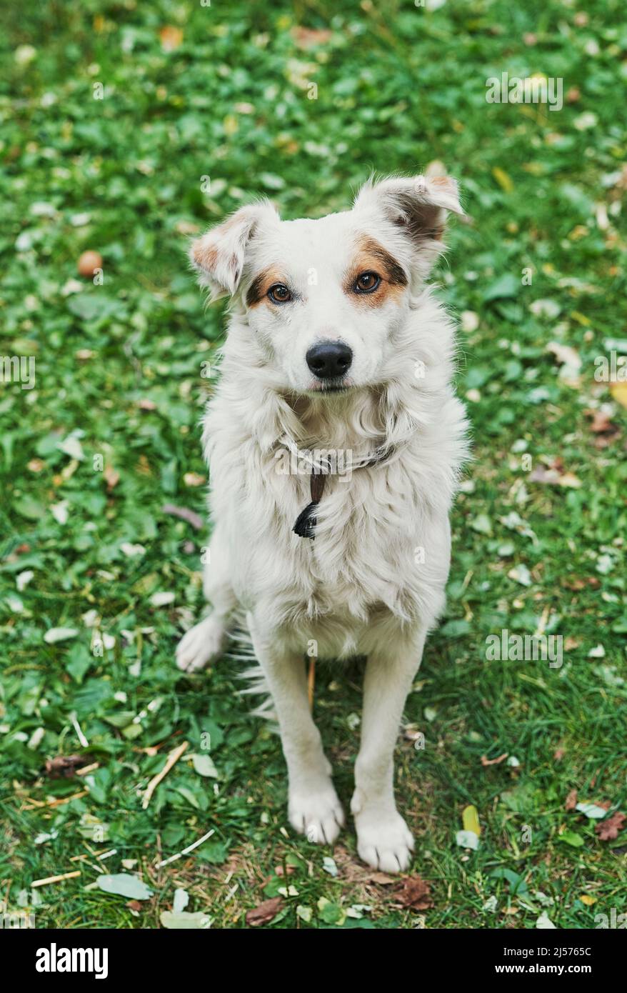 White mongrel homeless dog on green grass. Day of protection of ...
