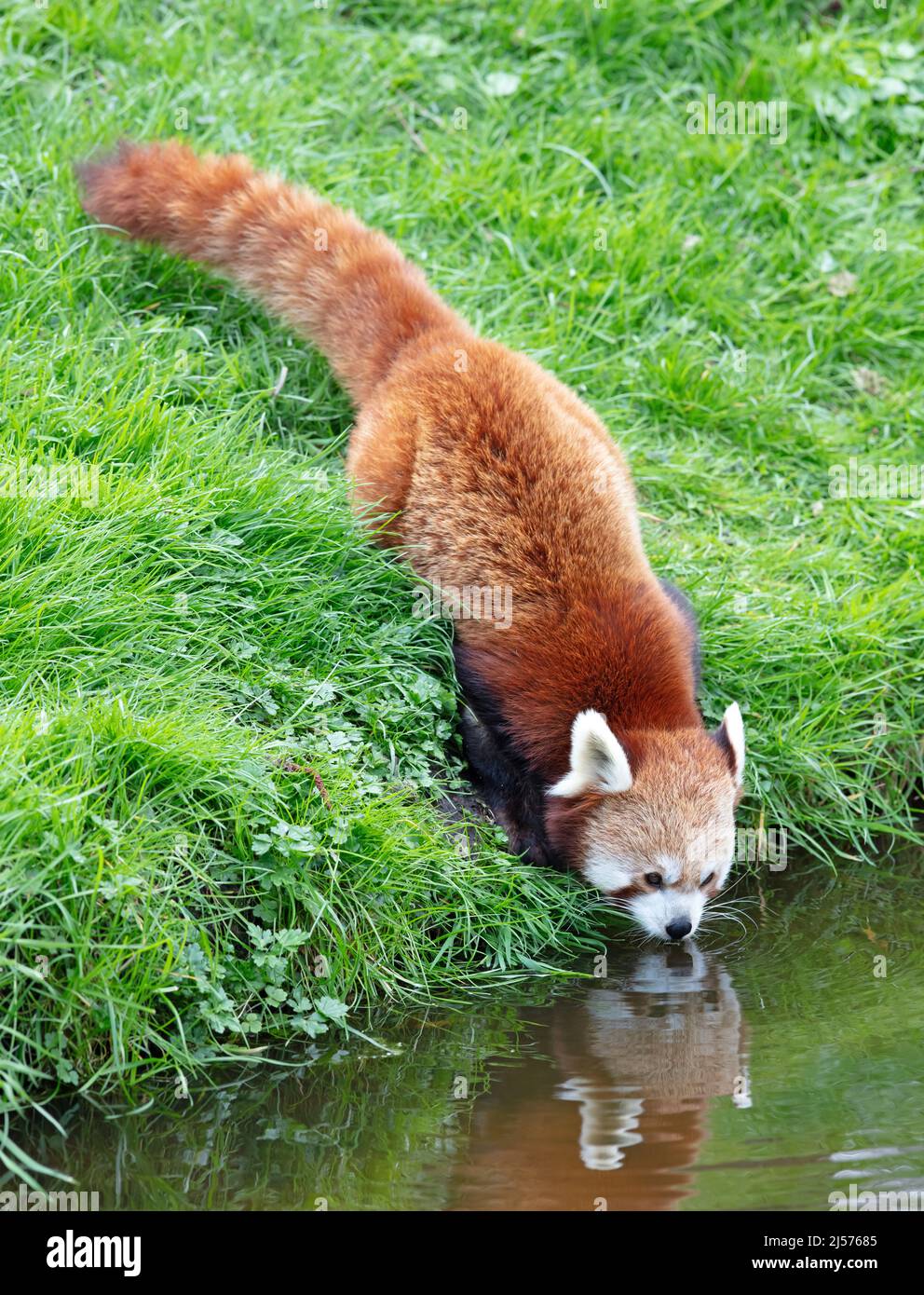 Firefox, the Red Panda (Ailurus fulgens) drinking Stock Photo - Alamy