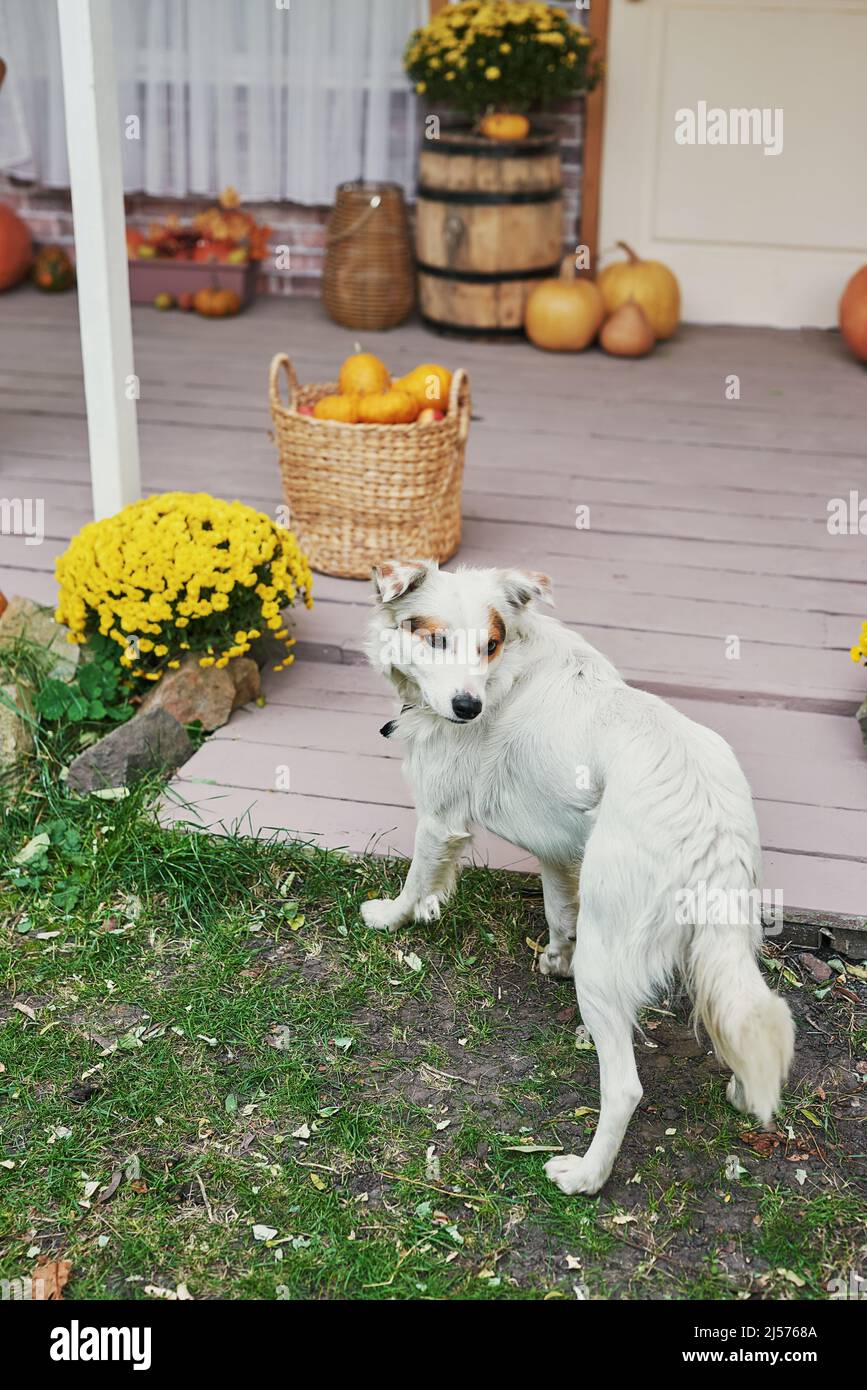 Autumn harvest terrace background. Halloween. Dog is near house ...