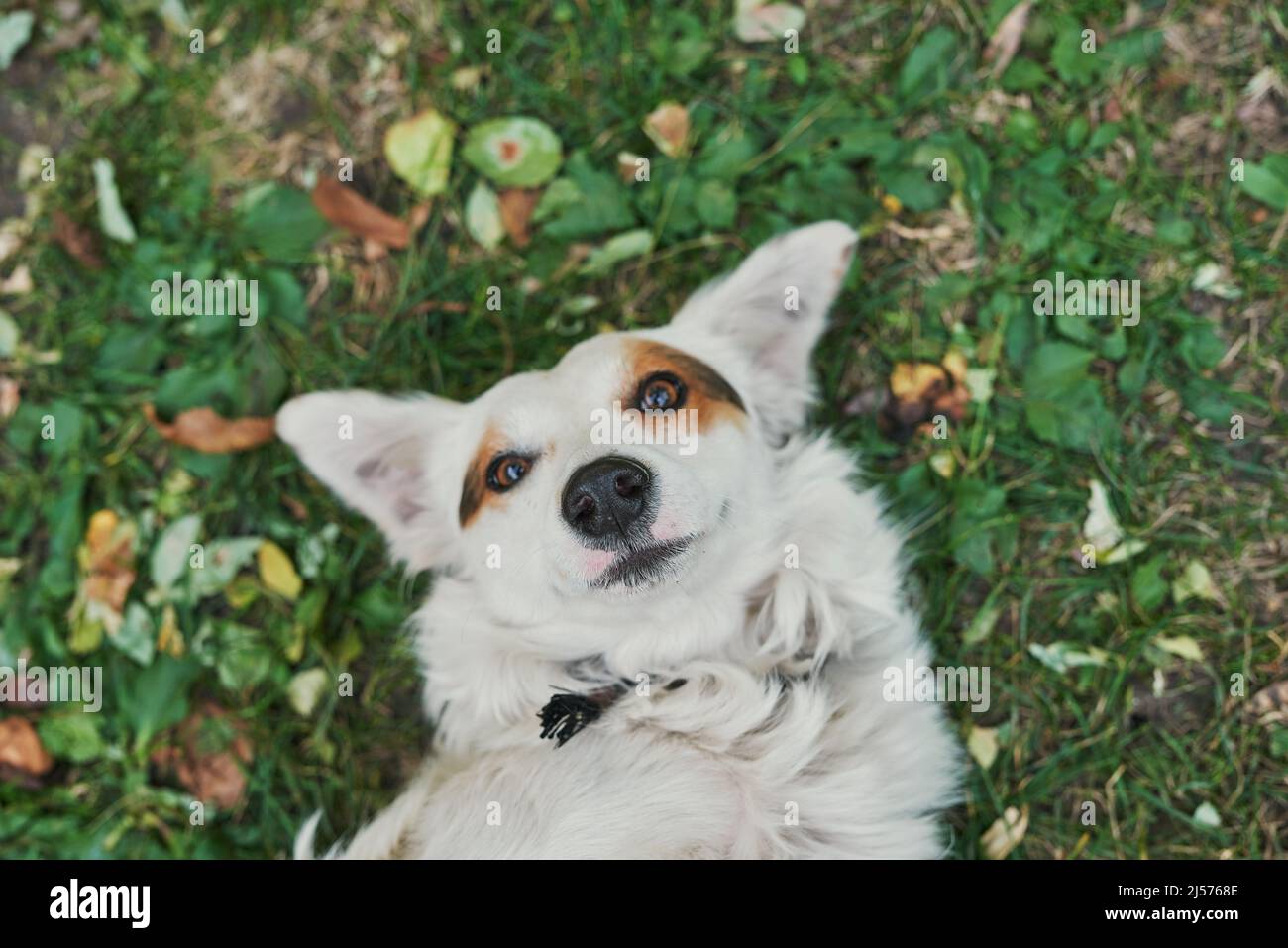 White mongrel homeless dog on green grass. Day of protection of ...
