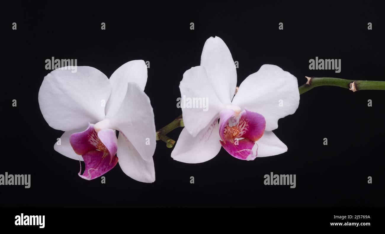 White orchid flowers with blossom at black isolated background. Banner ...