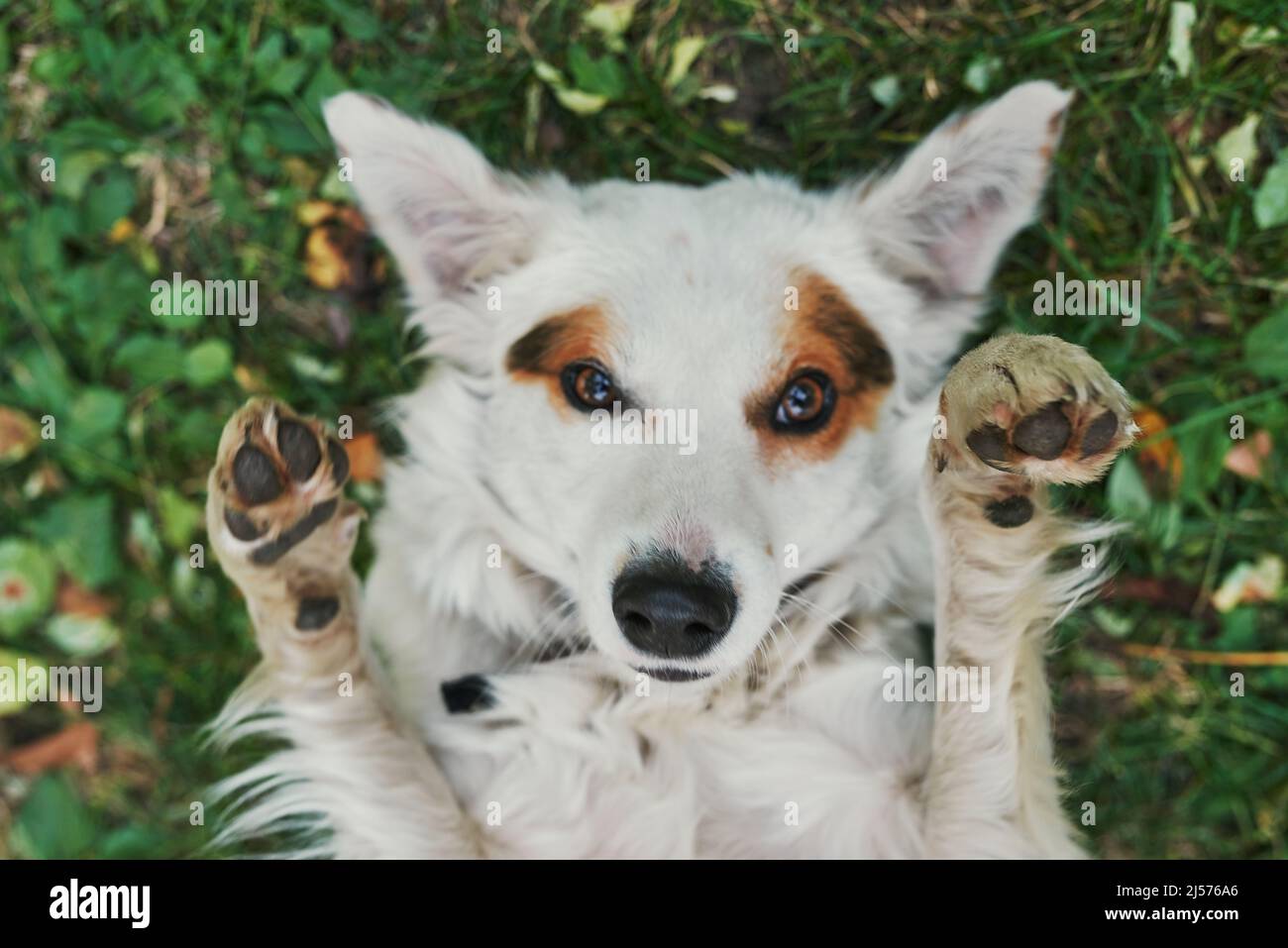 White mongrel homeless dog on green grass. Day of protection of ...