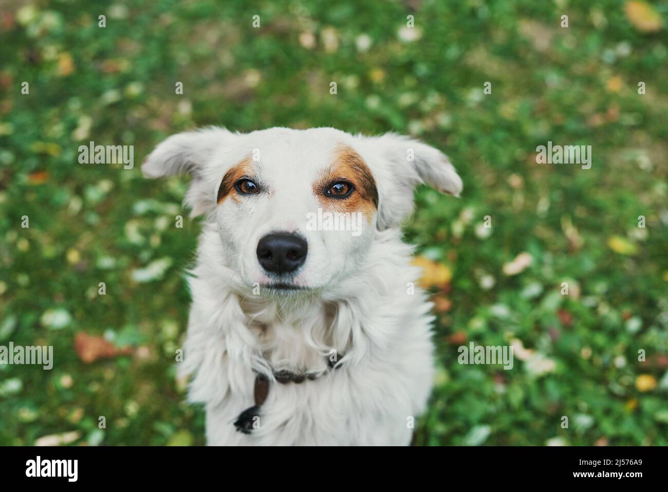 White mongrel homeless dog on green grass. Day of protection of ...