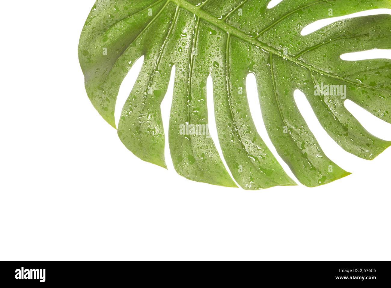 Monstera summer leaf. Tropic palm flora. Jungle rainforest exotic shape ...