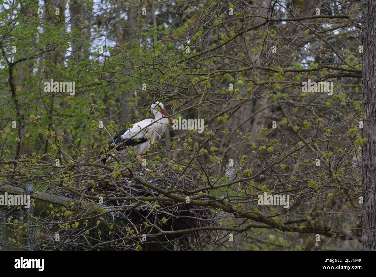 Adult stork standing in nest hi-res stock photography and images - Alamy