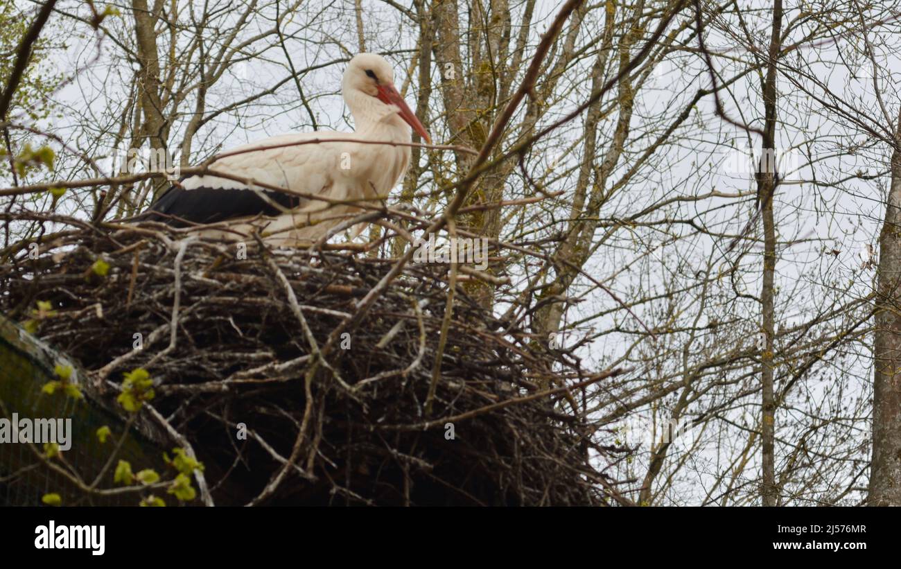 stork returning to its nest in the spring months, the stork's nest ...
