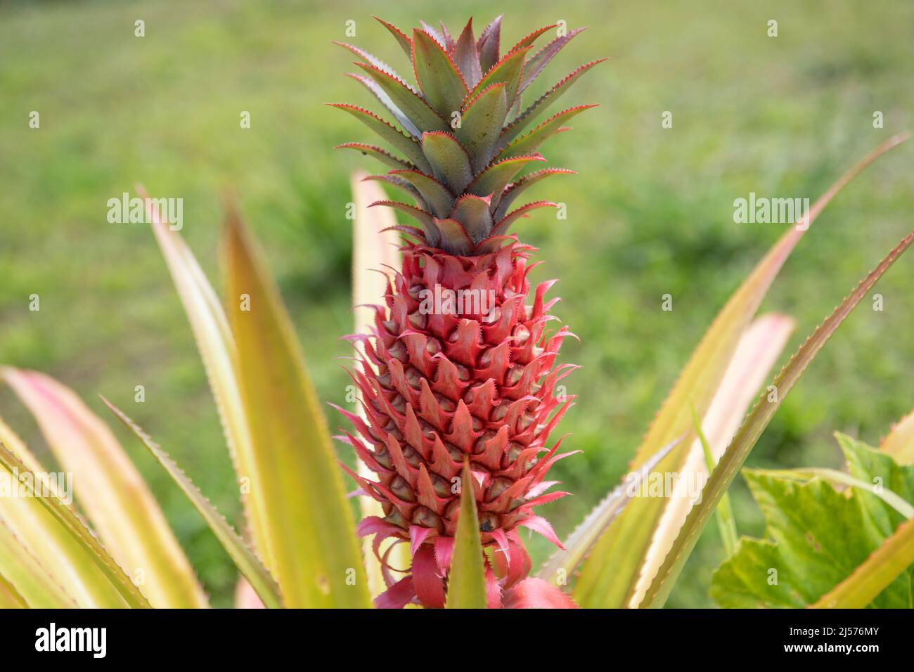 Pineapple plant field, Pineapple tropical fruit growing in garden Stock ...