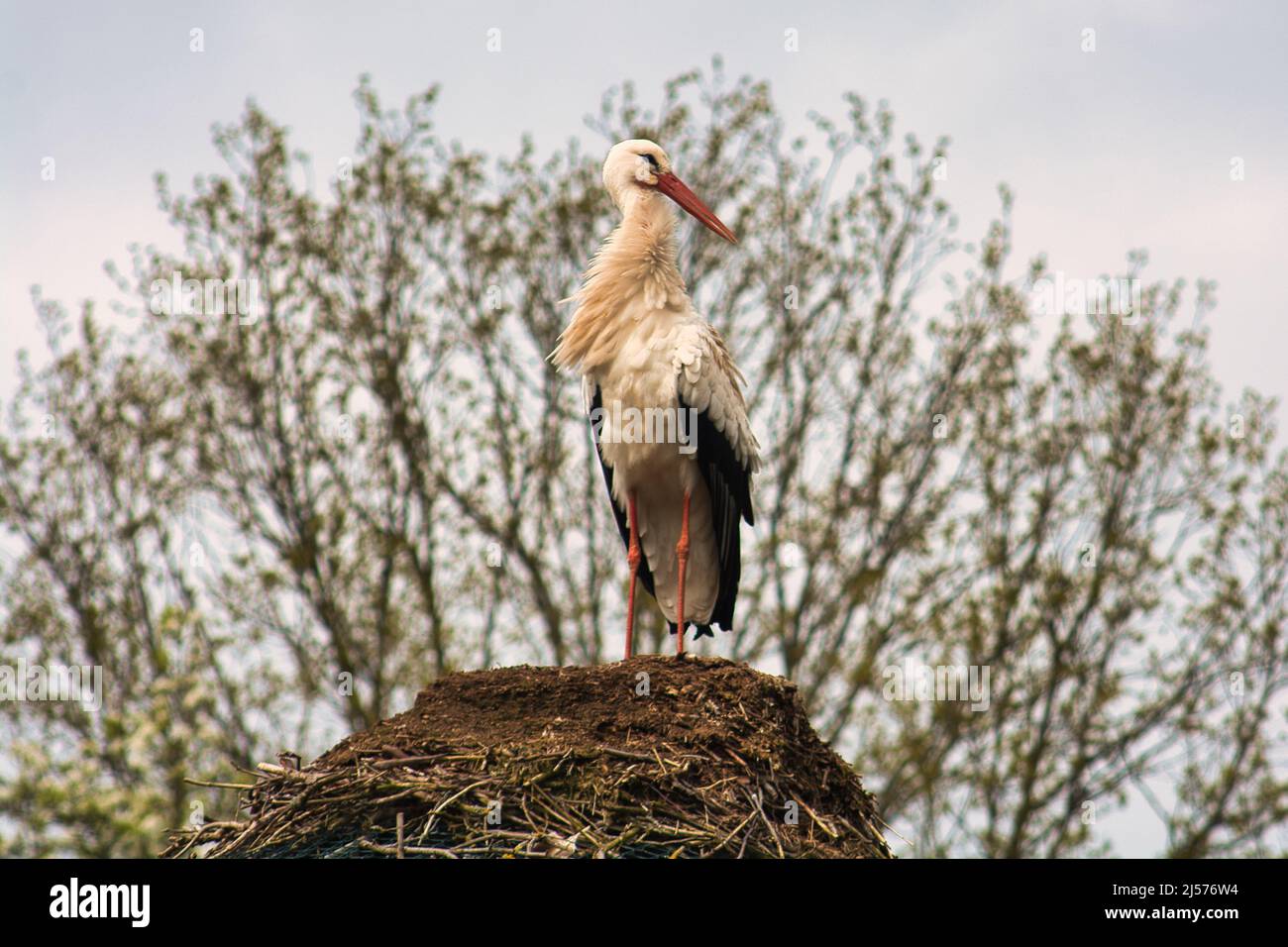 Adult stork standing in nest hi-res stock photography and images - Alamy