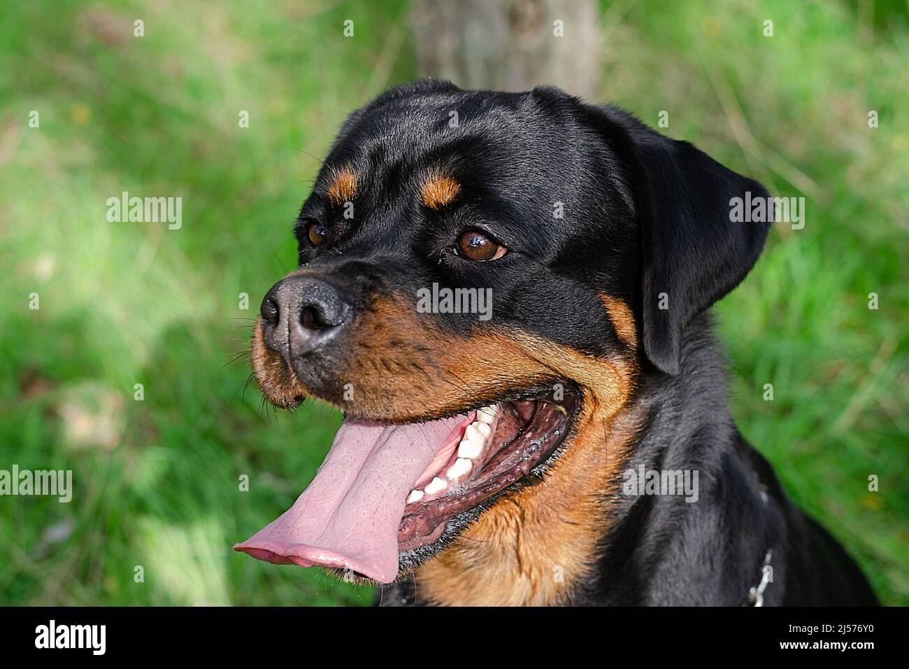 Are Rottweilers Mouthy