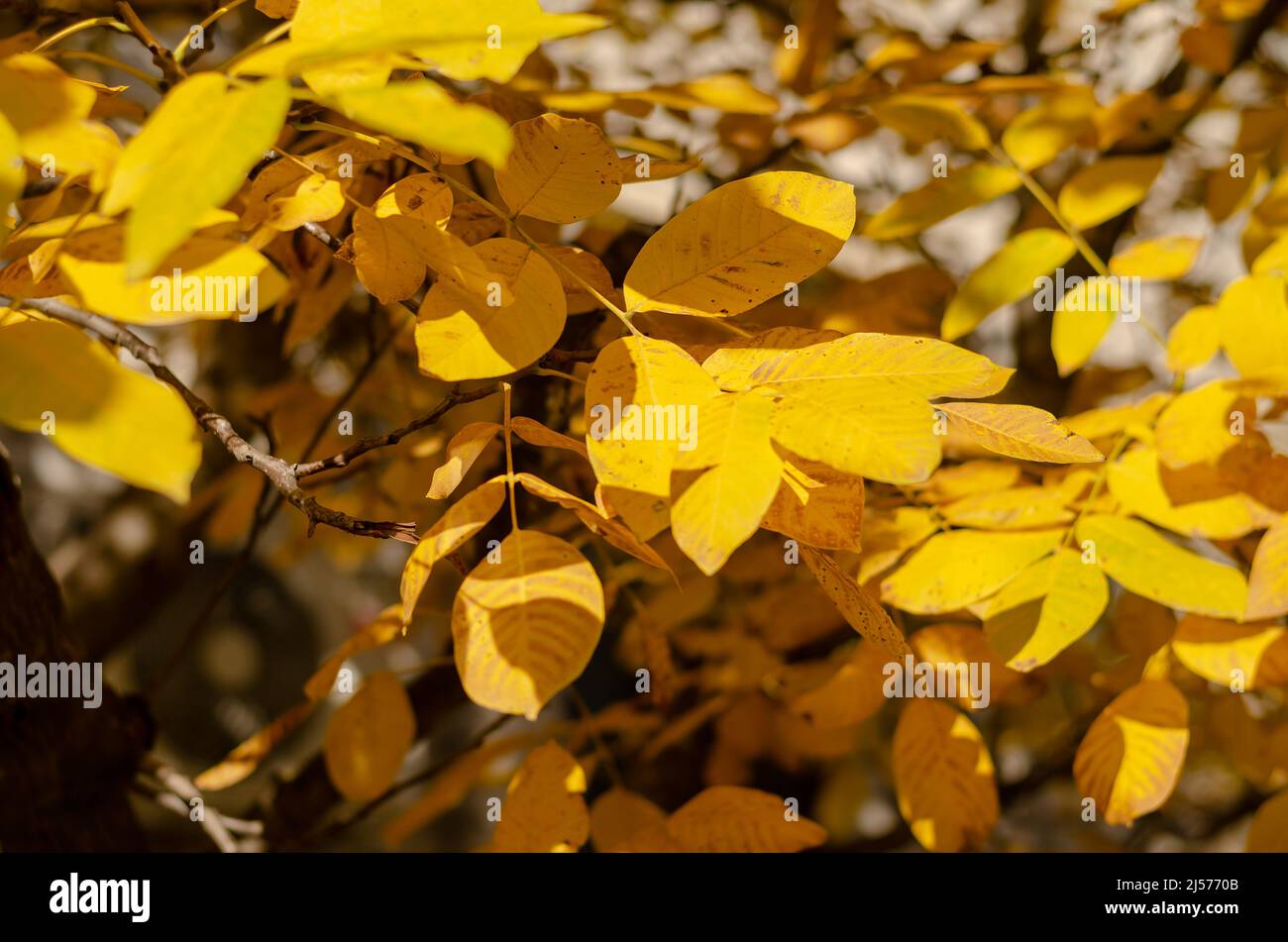 Autumn leaves of the ash tree. The natural beauty of nature. Daytime ...