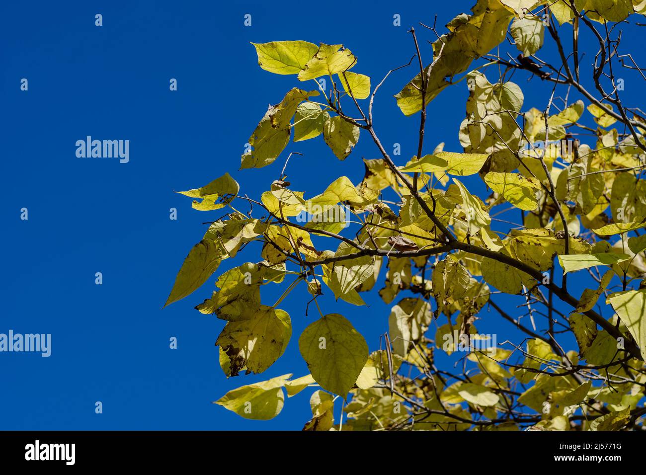 Autumn leaves of the catalpa tree against the blue sky. Tree branches ...