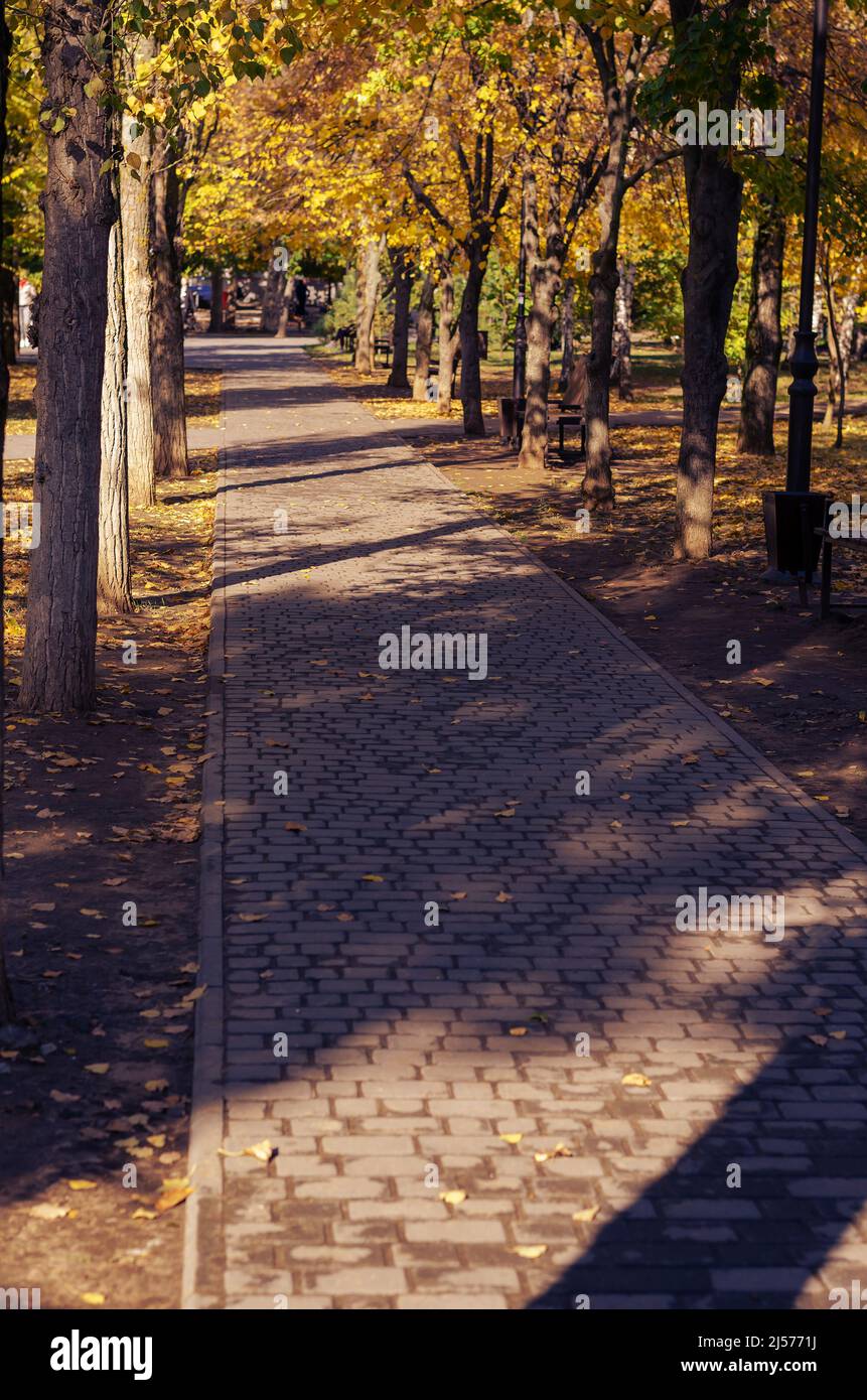 An empty sidewalk in an autumn park. Yellow sod, birch, poplar, aspen ...