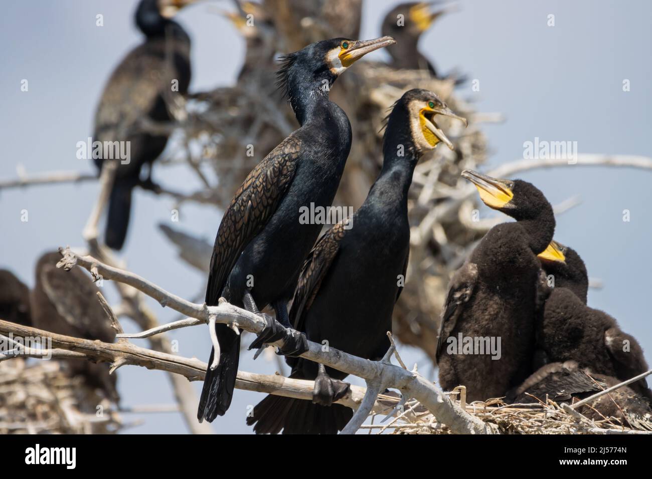 cormorant family basking in the sun Stock Photo - Alamy