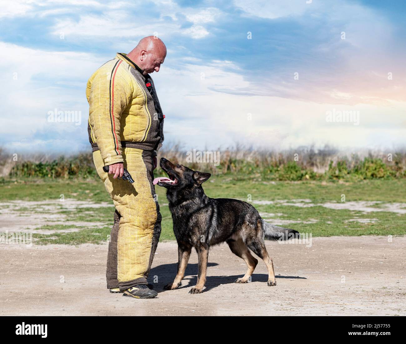 gray german shepherd training for security and guard Stock Photo - Alamy