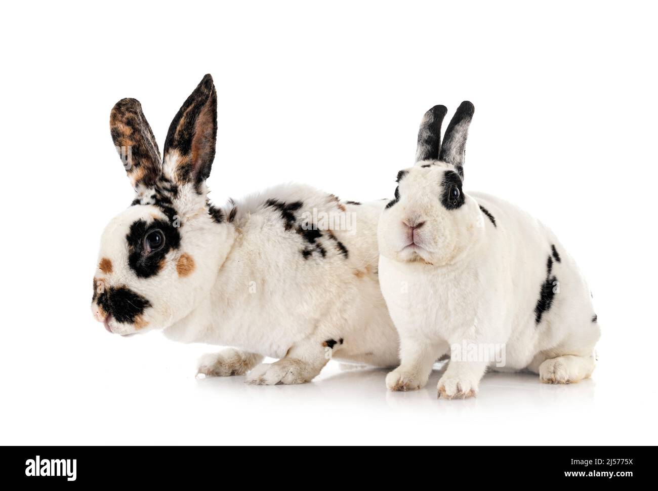 Rex dalmatian rabbit Cut Out Stock Images & Pictures - Alamy
