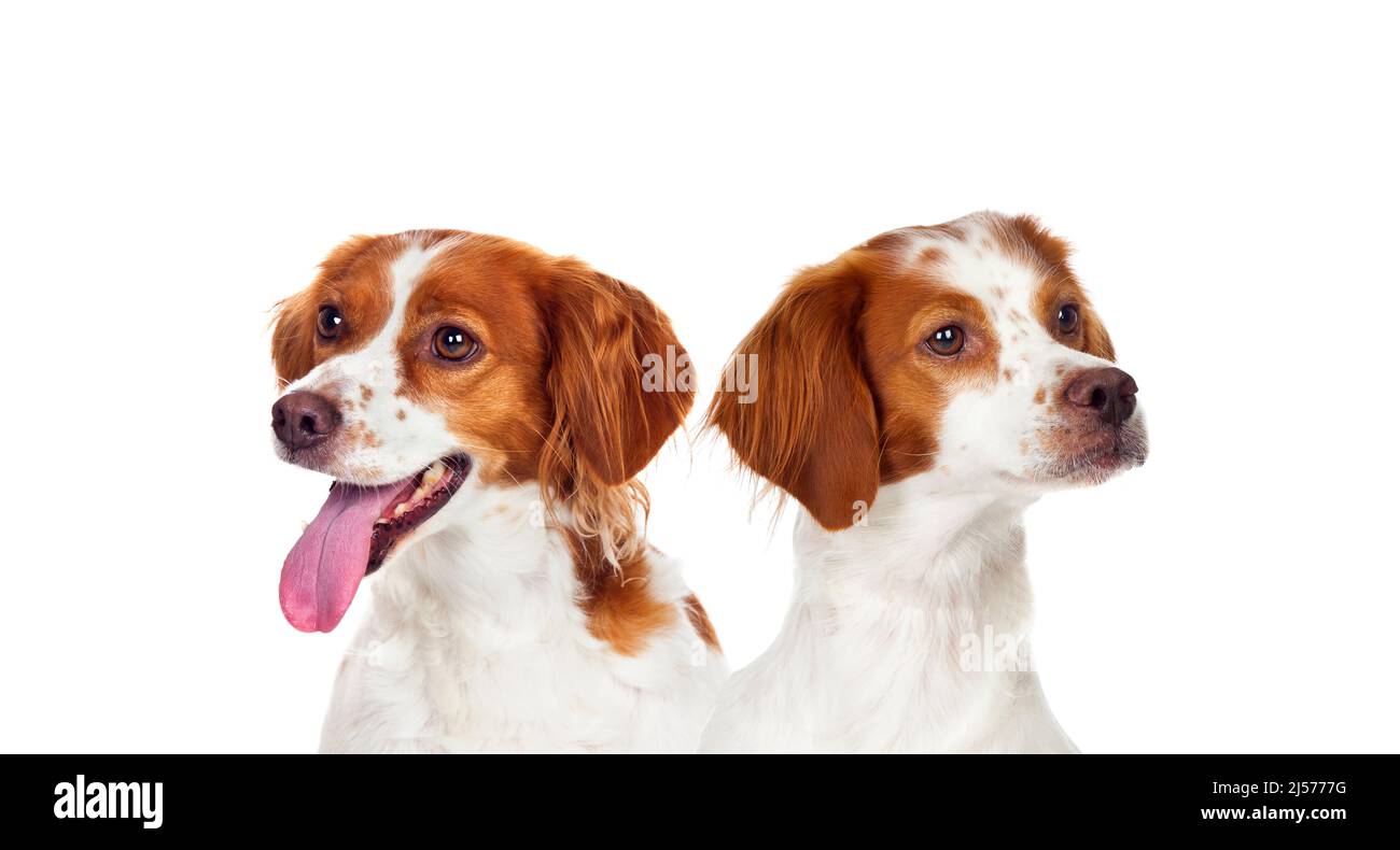 Two beautiful hunter dogs isolated on a white background Stock Photo ...