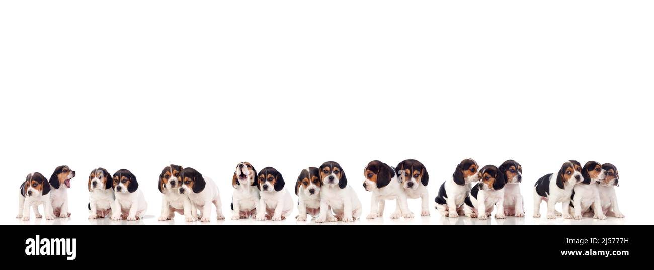 The domestic dog has many puppies hi-res stock photography and images ...