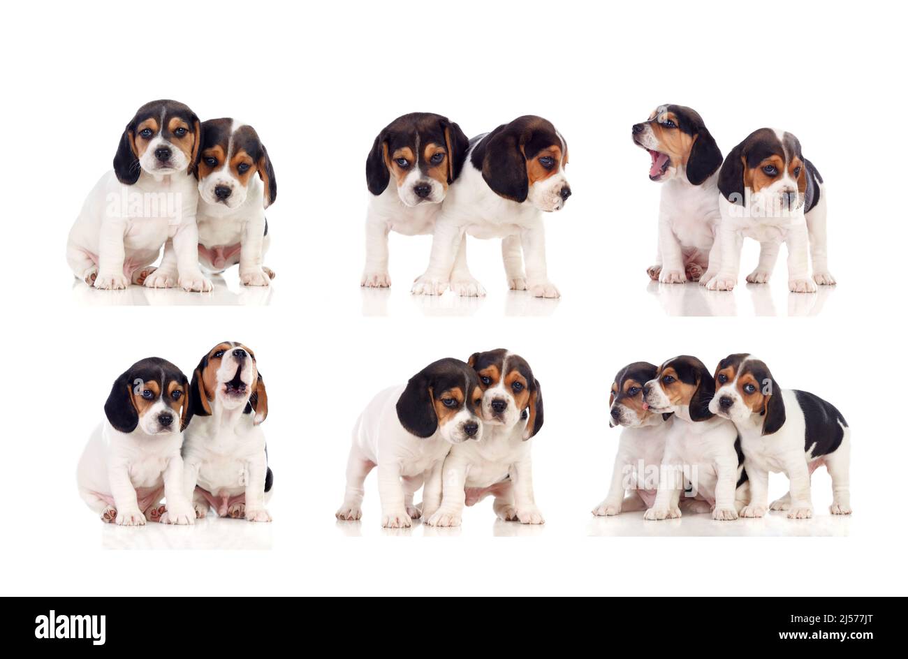 Many beagle puppies isolated on a white background Stock Photo - Alamy