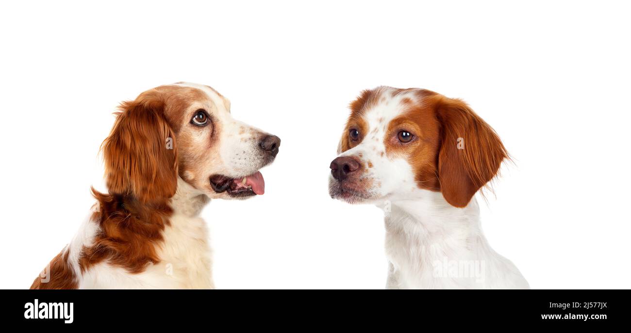 Two beautiful hunter dogs isolated on a white background Stock Photo ...