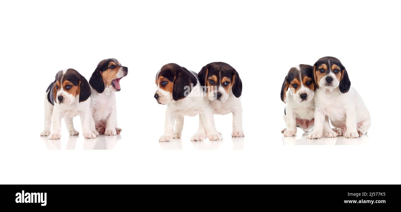 Many beagle puppies isolated on a white background Stock Photo - Alamy